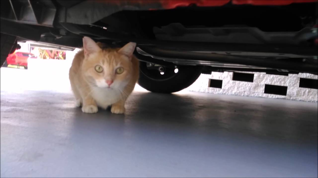 Cat does not want to go back home - YouTube