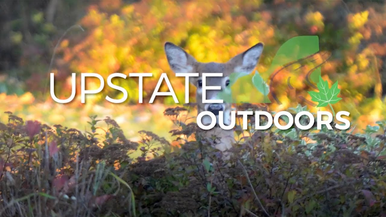 Deer hunting in Upstate NY: More large bucks thanks to DEC’s voluntary ...