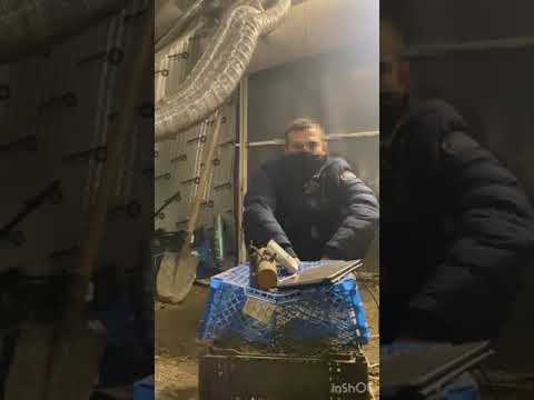 Мицелий Вешенки НК-35// проба нового мицели - YouTube