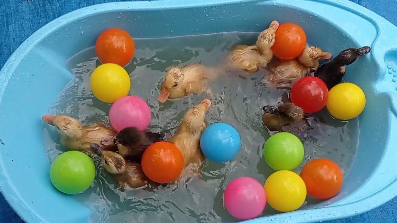 itik mandi di kolam bola warna warni - YouTube
