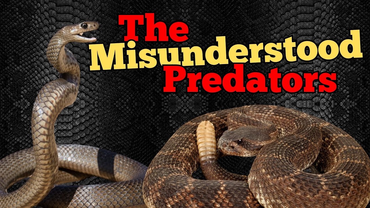 Fear vs Reality: The Untold Truth About Snakes - YouTube