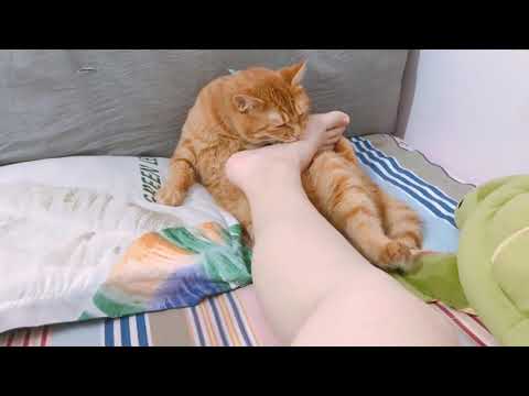 An orange cat forced to Licking feet, the cat is already autistic!