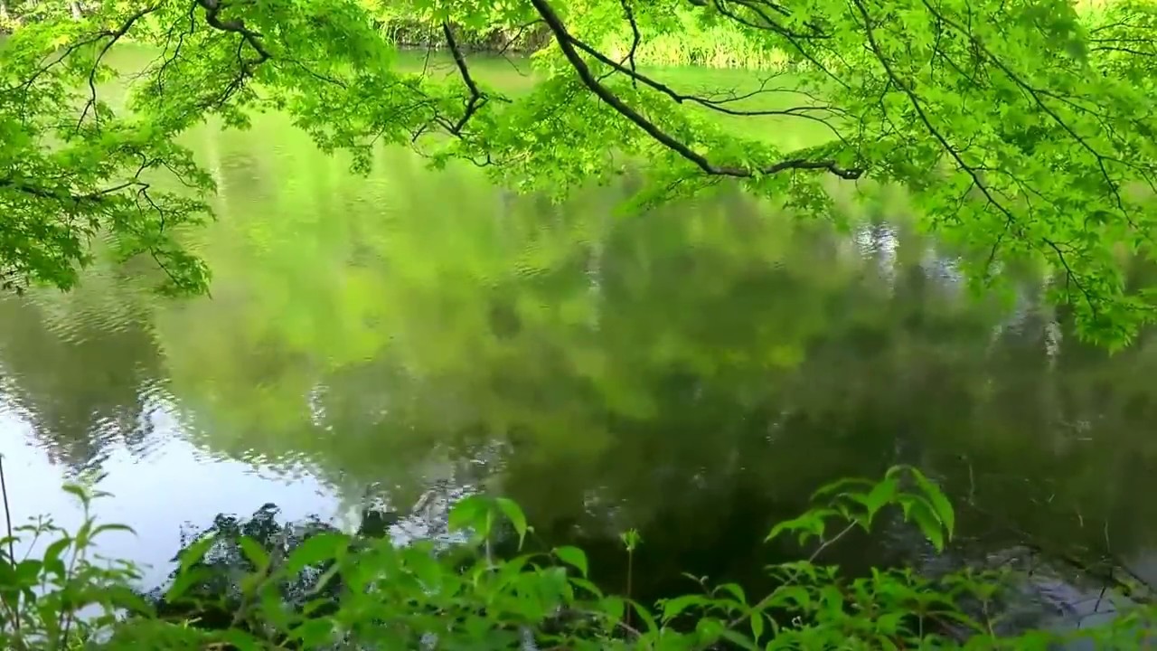Nature Video Background HD 1080p (thebird) - YouTube