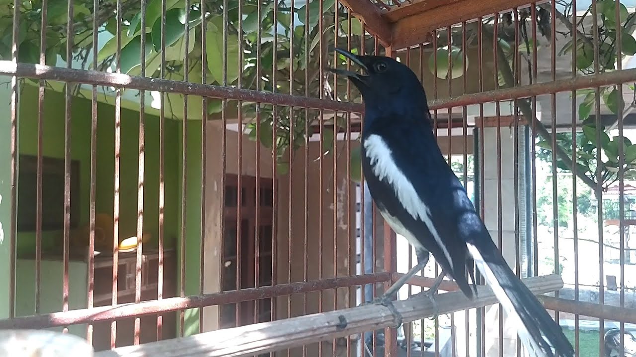 Pancingan Kacer Anti Macet "Ferdi Shambo" - YouTube