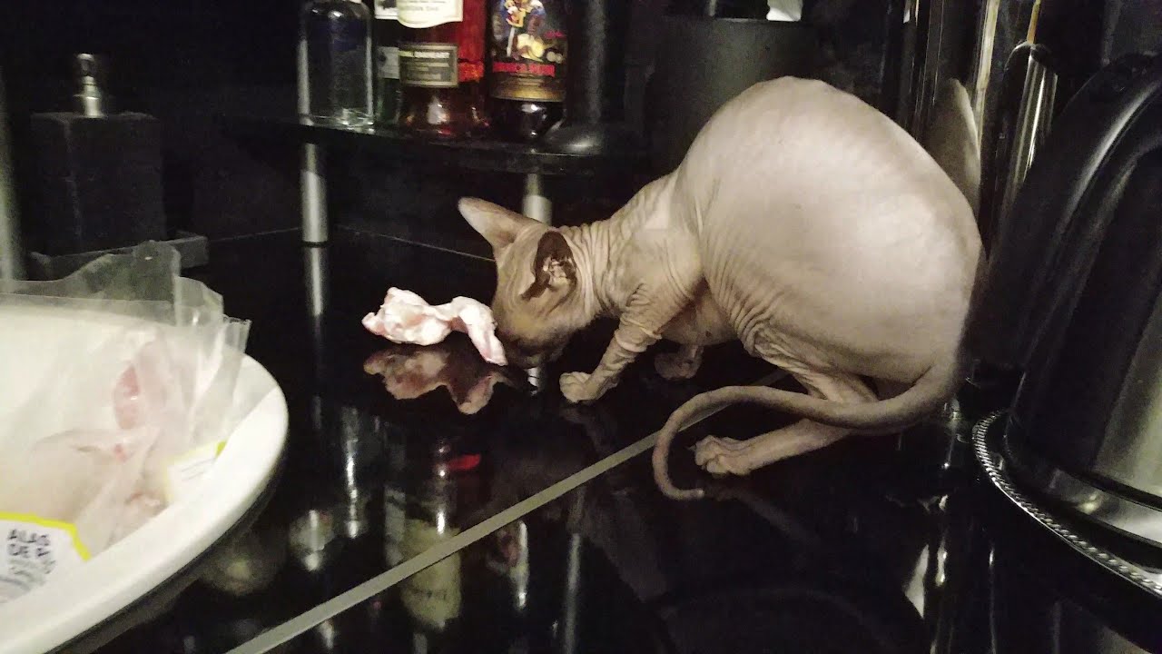 Sphynx Cat MANTRA vs Chicken Wing🐔 Don Sphynx - YouTube