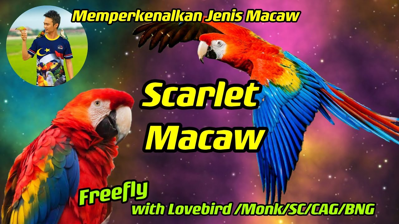 Scarlet Macaw - Mempernalkan jenis Macaw | Malaysia Parrot freefly -Freefly with Lovebird ...
