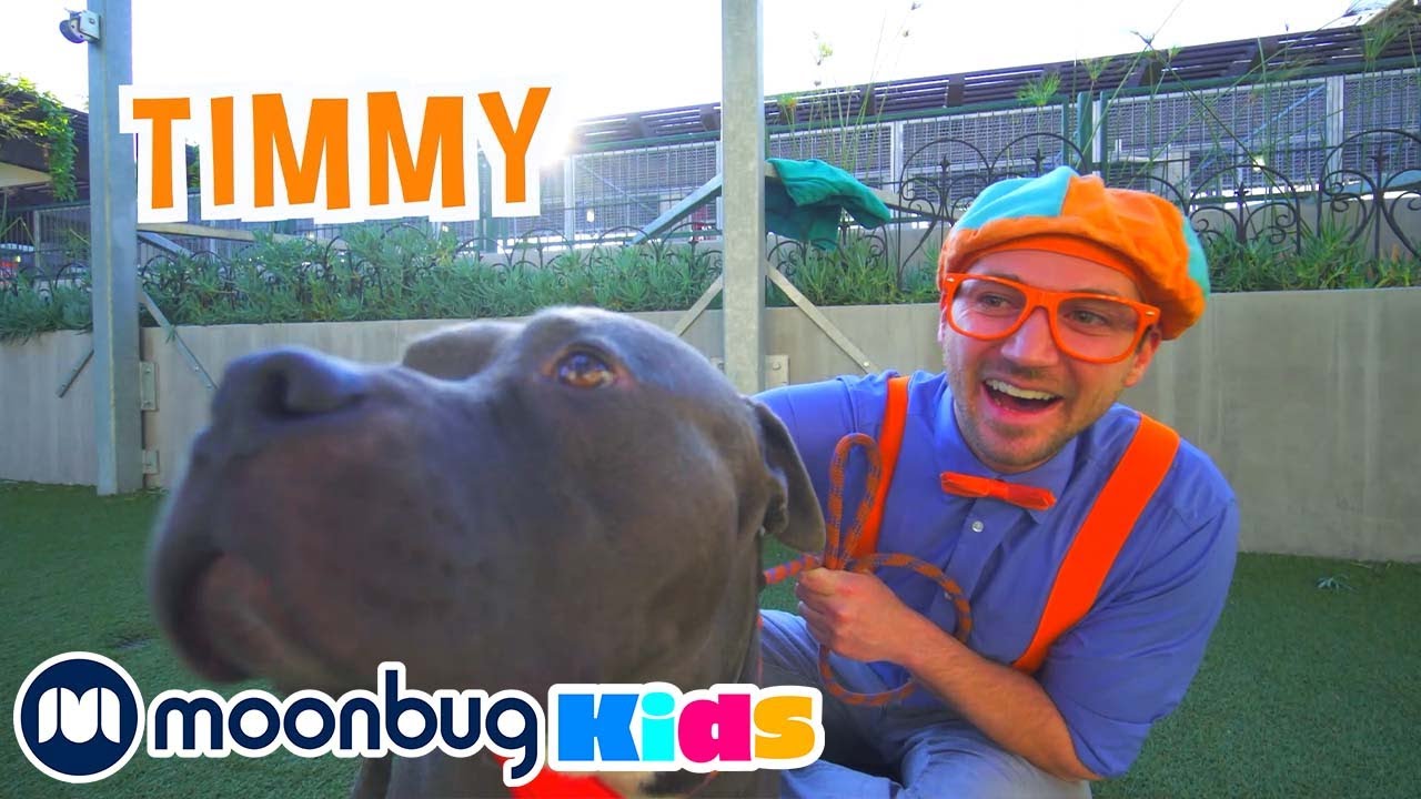 Blippi Visits an Animal Shelter | Blippi with Cats and Dogs ...