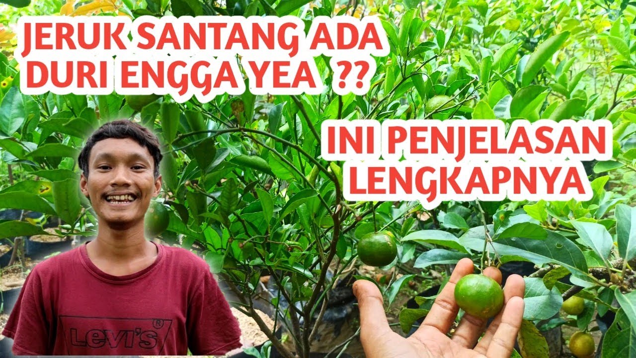 Pohon Jeruk Santang Berduri.? - YouTube