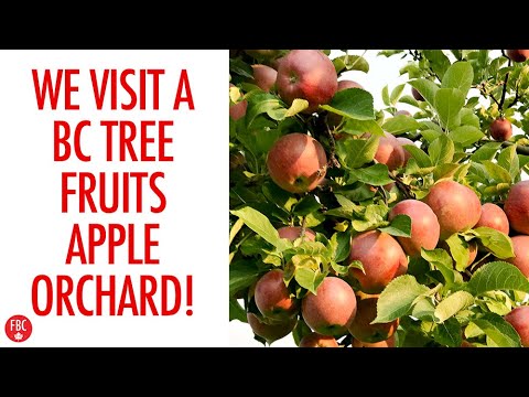 Visiting A BC Apple Orchard - YouTube
