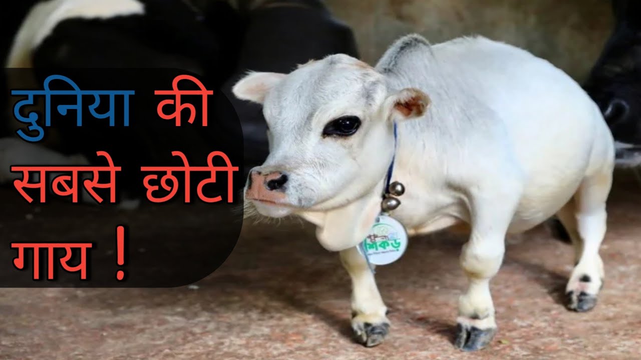 The smallest Cow in the World -Rani Cow from Bangladesh || Curiosity Ki ...