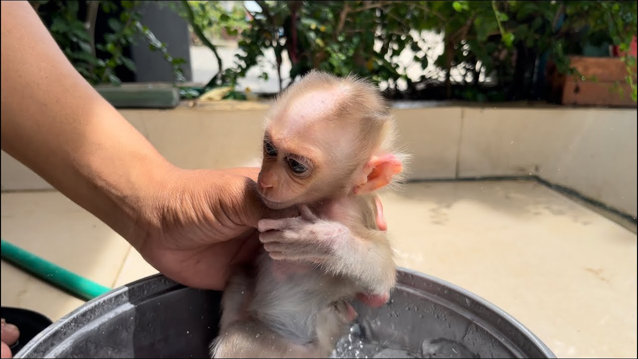 How to take a bath to a little poor baby monkeys - YouTube