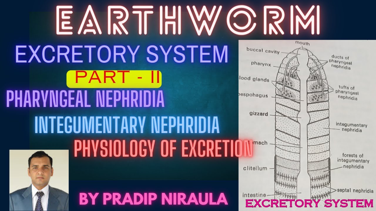 EARTHWORM: EXCRETORY SYSTEM-PART-2 I CLASS-11 I PHARYNGEAL ...
