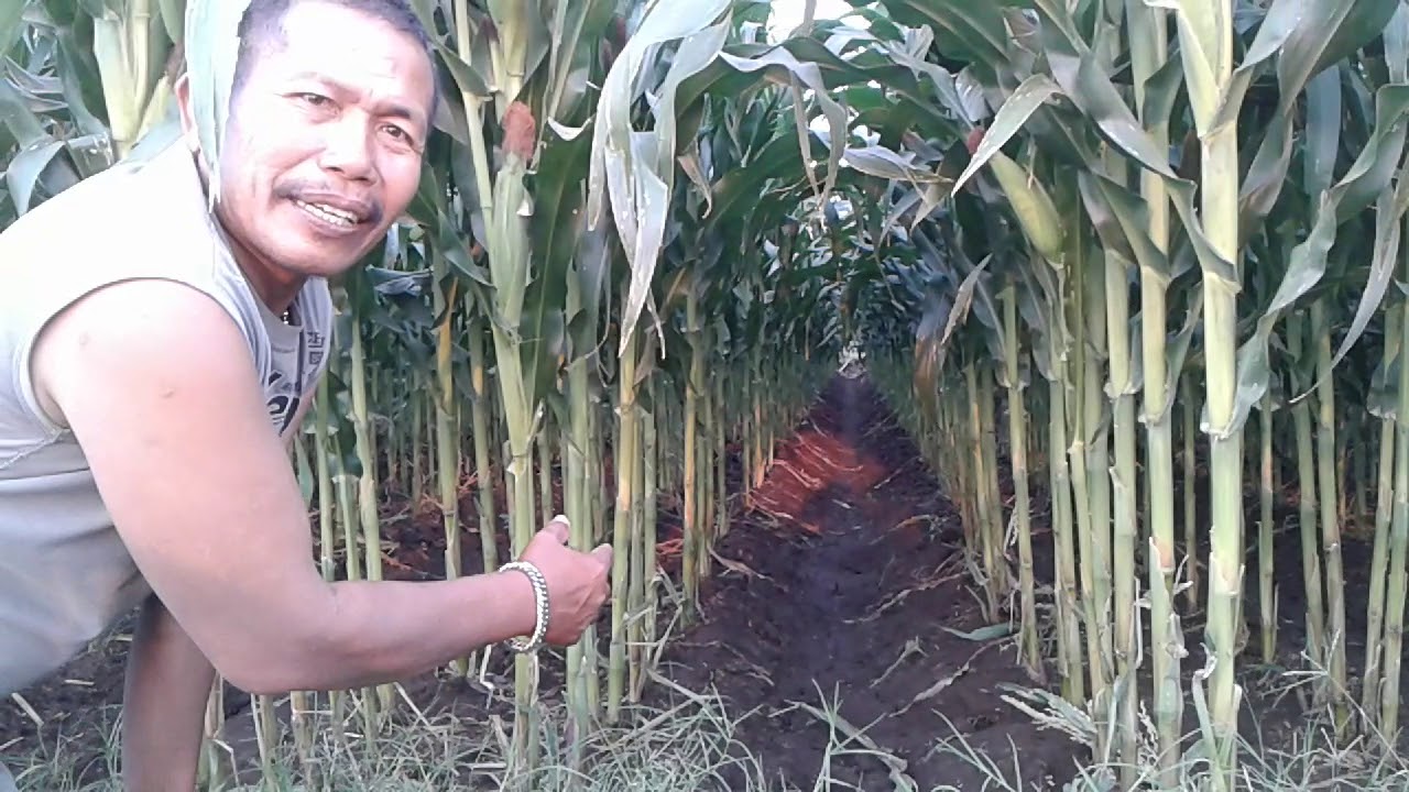 PETANI SUKSES PROBOLINGGO 1 - YouTube