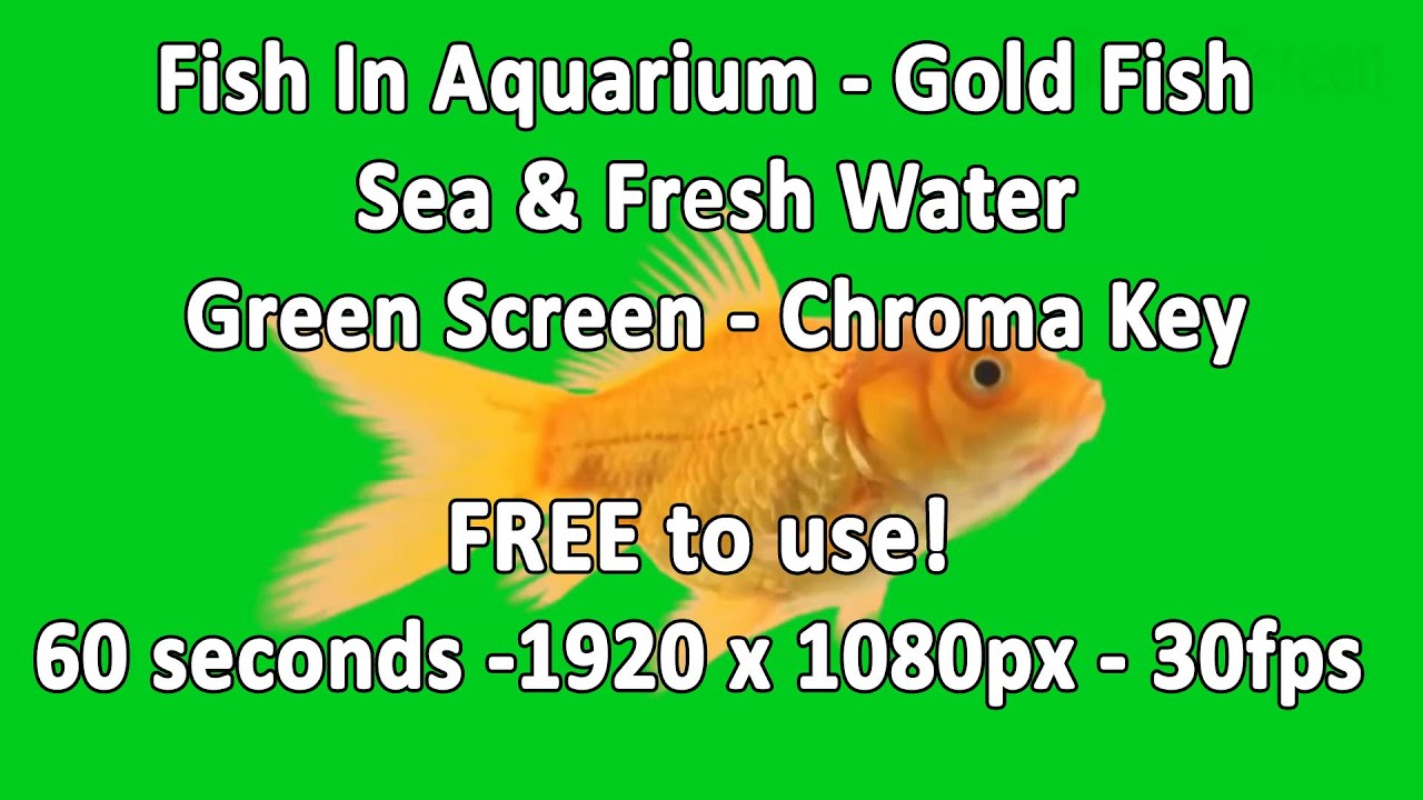 FREE - Fish In Aquarium - Gold Fish - Sea & Fresh Water - Green Screen ...