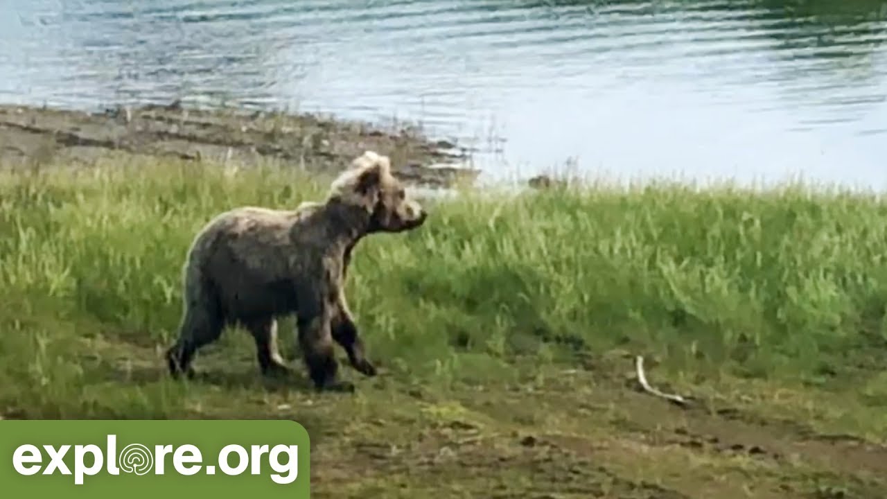 Bear Cam Update: Raw footage from Katmai! - YouTube