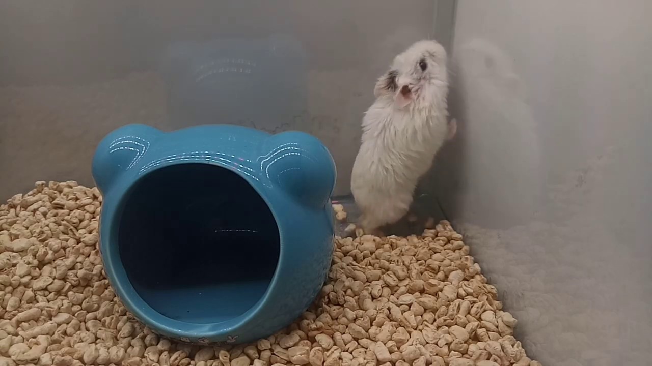 [MyLovelyHamster] Why is Yuri the RARE SNOWBEAR roborovski hamster so ...