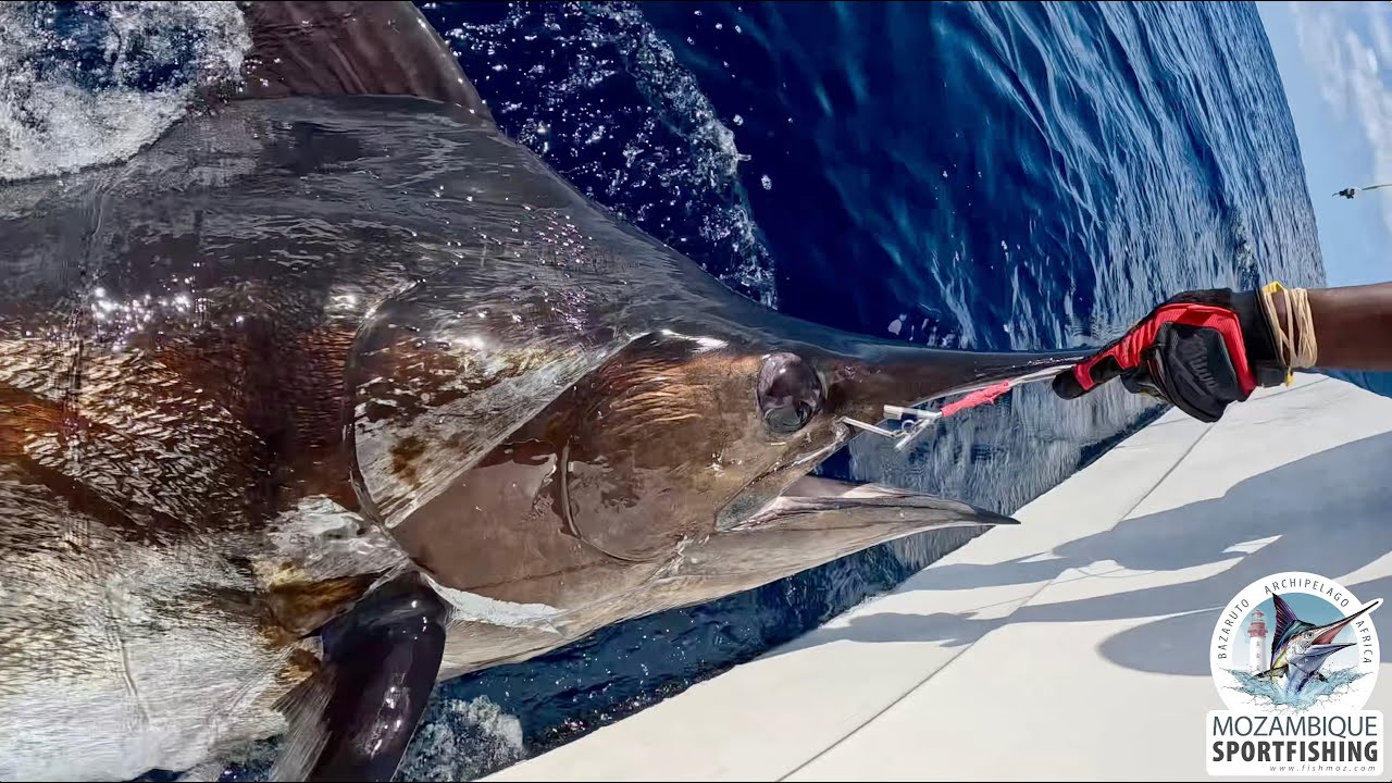FishMoz Mozambique Summer Blue Marlin Fishing Episode - Africa's ...