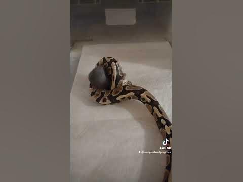 Ball Python Attacks A Rat! Snake Live Feeding! #Reptiles #Snake #MFR # ...