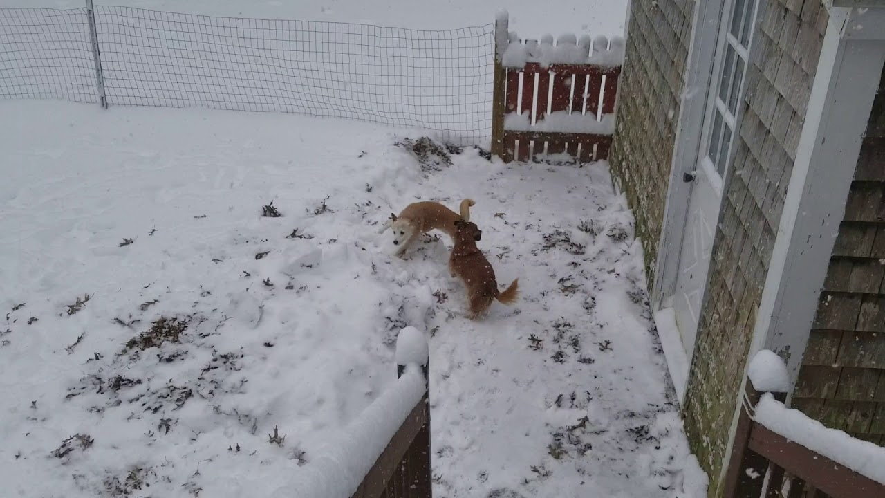 Stewie and Tobi playing in the snow - YouTube