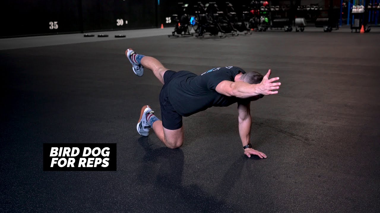 BIRD DOG FOR REPS - YouTube