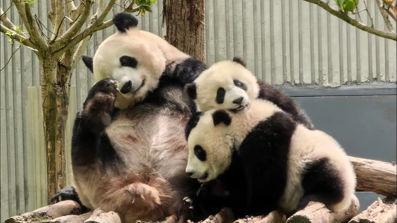 Panda Da Bai Tu's Family in Shenshuping #panda #momandbaby #pandalife # ...