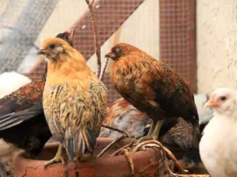 Ameraucana Bantam Roosters - YouTube