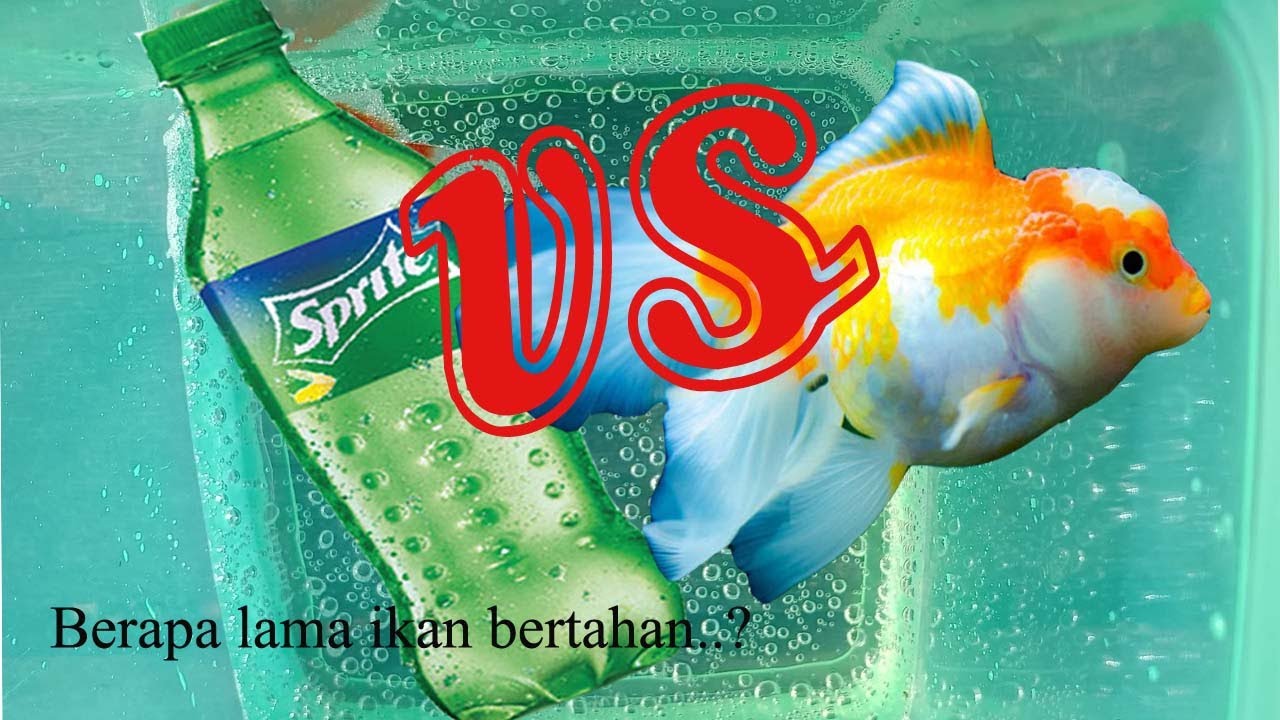 EKSPERIMEN : SPRITE VS IKAN | Sedih lihat ikannya... - YouTube