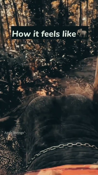 This is how I feel when I ride my cruze 🐘💪🏼 🏽: Insta ID- Ansh Strings ...