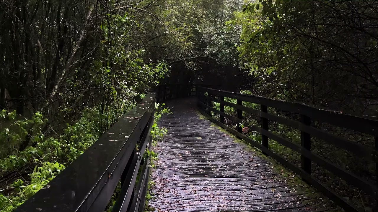 Rainy Day Path in English Forest | Fall Asleep FAST to Relaxing Rain ...