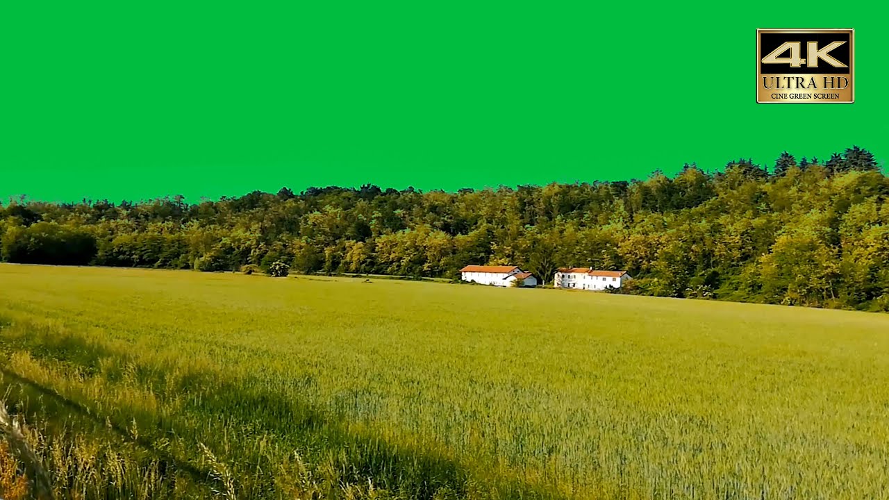 forest tree green screen 4k video youtube - YouTube