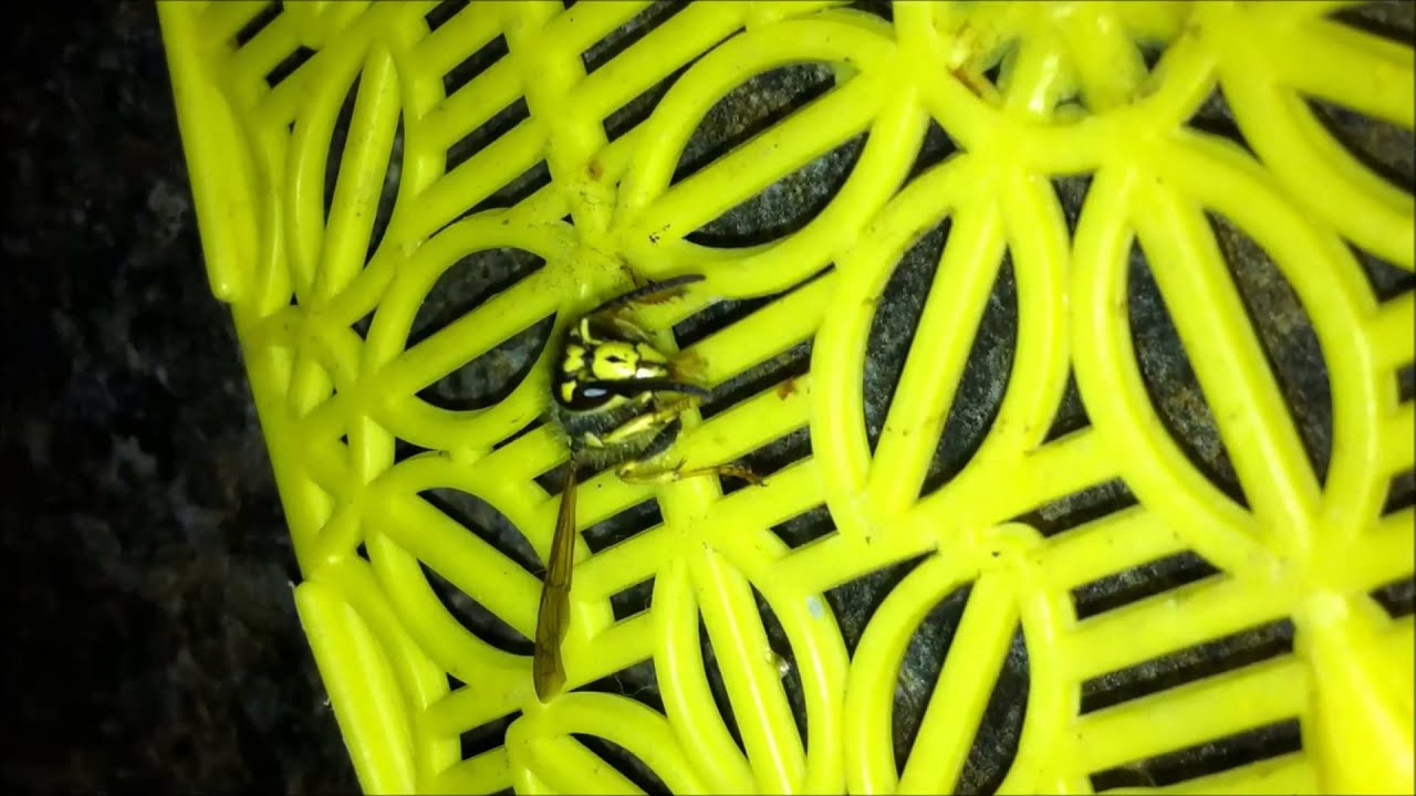How to Train A Wasp! - YouTube
