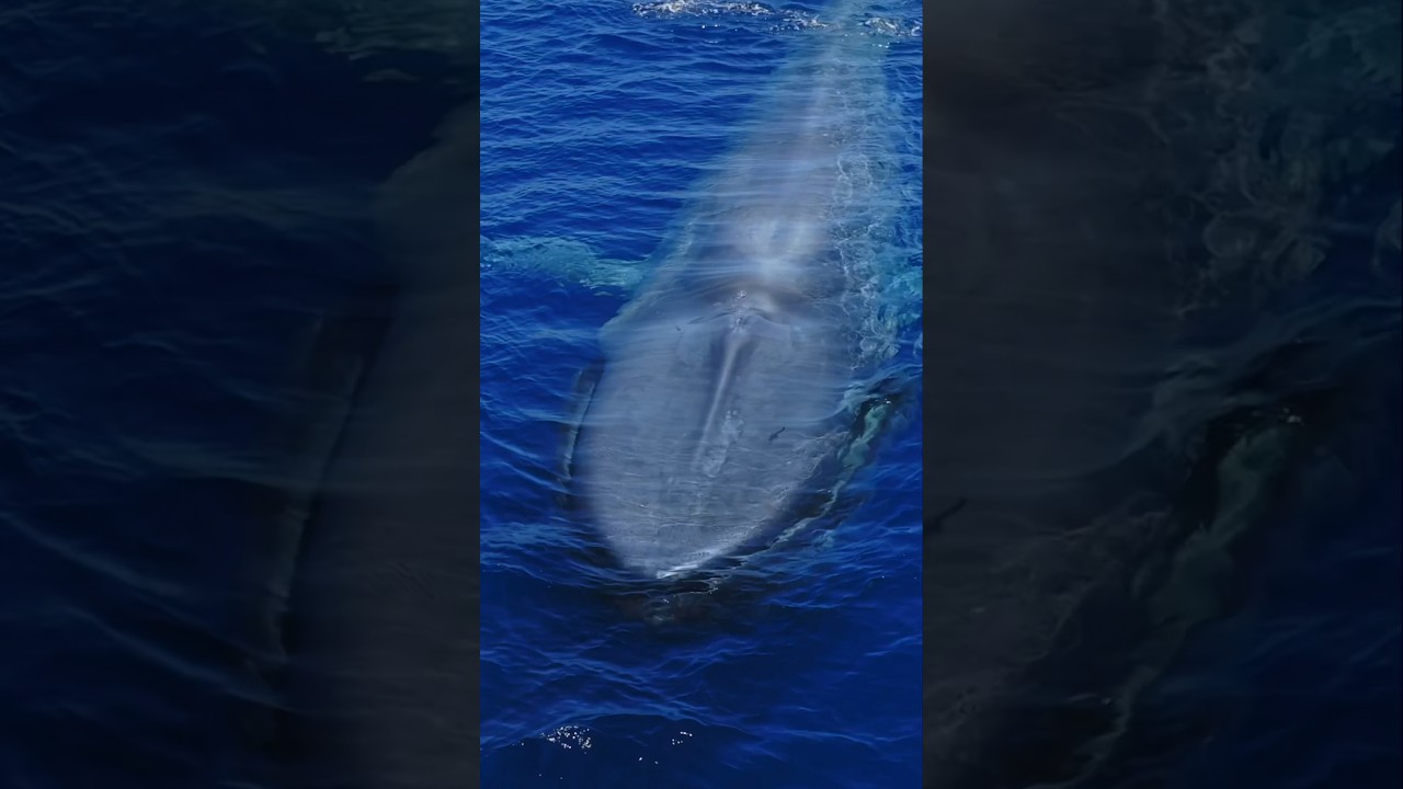 Take a listen to the biggest lungs on planet earth taking a breath! # ...