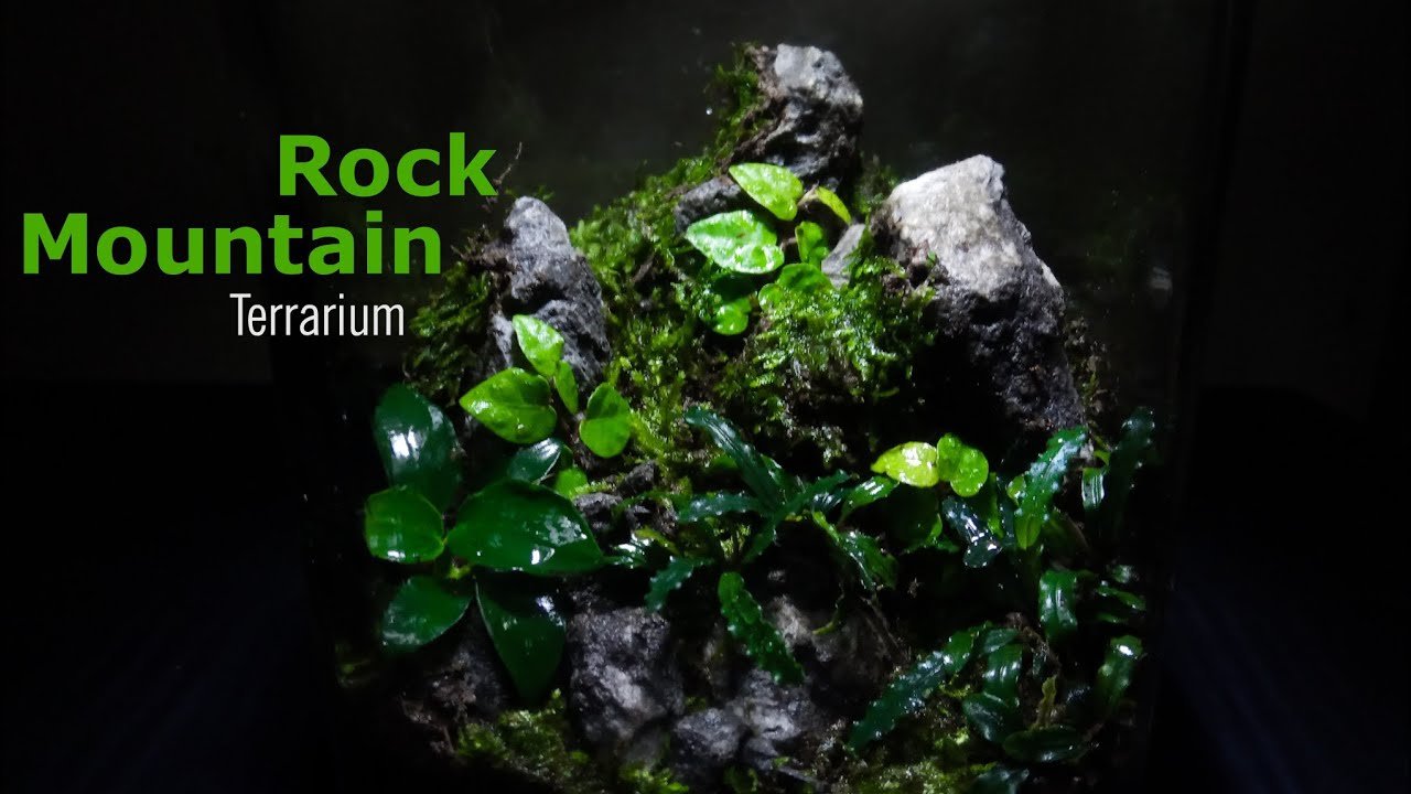 Rock Mountain Terrarium Build - YouTube