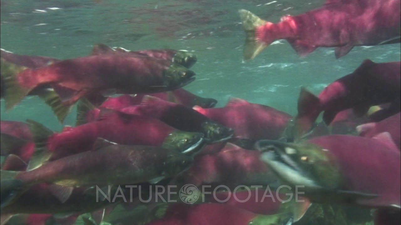 Red Salmon Swimming
