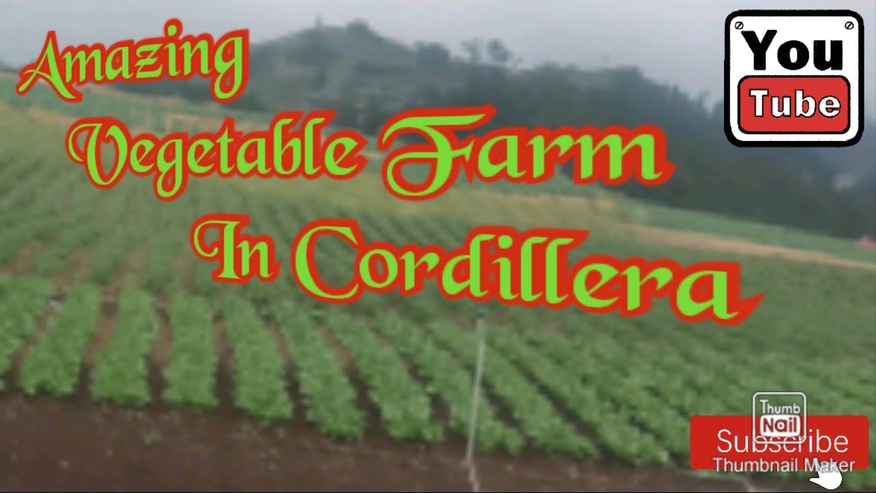 CADA_The Amazing and Enormous Vegetable Farm in Cordillera Philippines ...