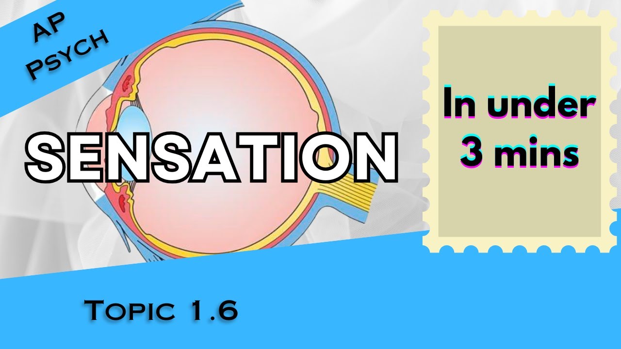 Sensation Explained in Under 3 mins (AP Psychology Unit 1 Topic 6) 1.6 ...