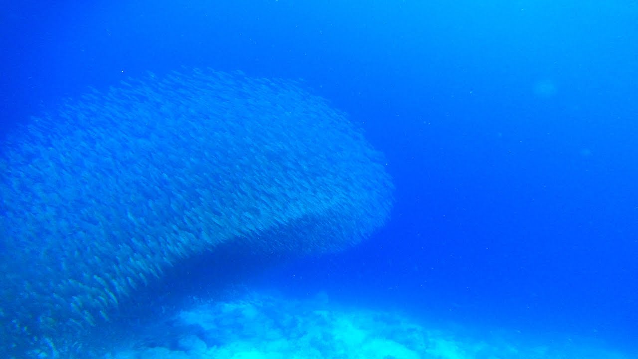 Sardine Storm in the Waters Surrounding Gilutongan Island - YouTube