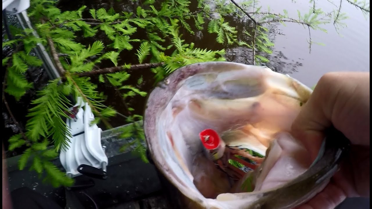 Shad Spawn Fishing - Toad Dangling Frogs for Big Topwater Bass - YouTube