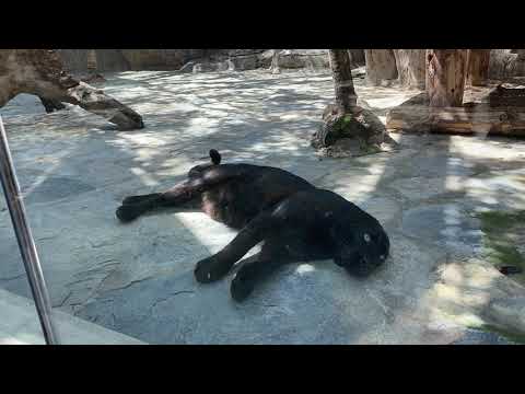 Saldırgan kara panter