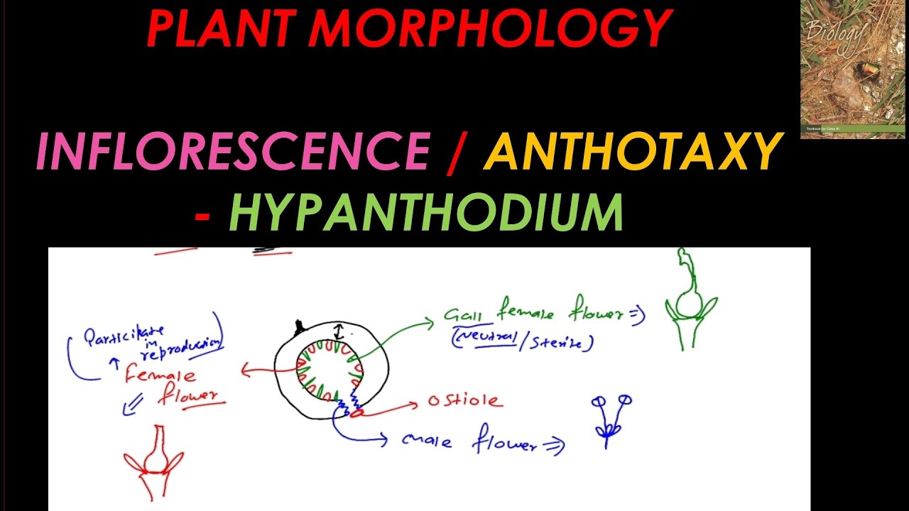 CLASS 11 I HYPANTHODIUM INFLORESCENCE I PLANT MORPHOLOGY I @RBC_Biology ...