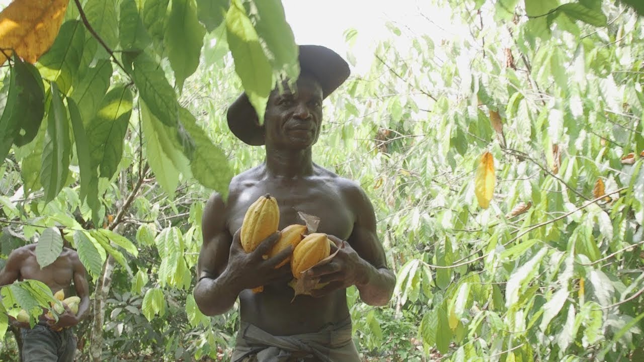 Faces of Africa - Cocoa to Cash in Cote d'Ivoire - YouTube