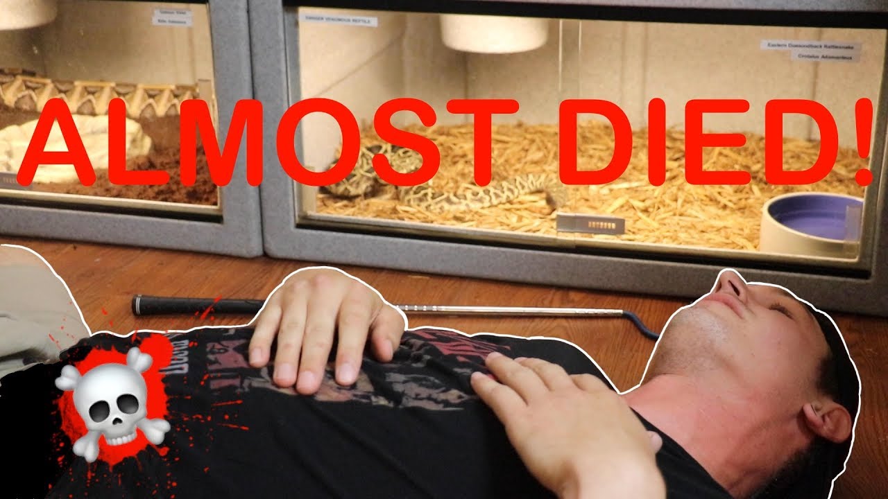 CLEANING A ROOM FULL OF DEADLY SNAKES!!!! - YouTube