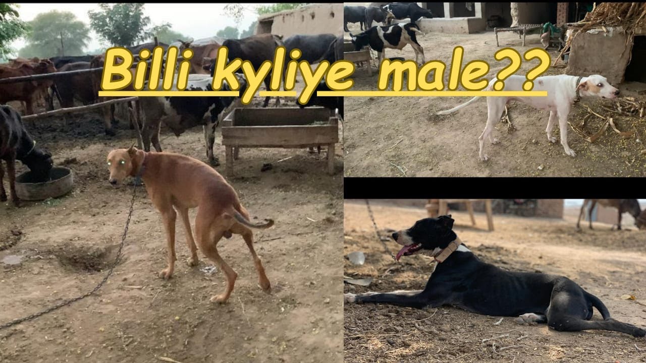 Sindhi katha dogs || Hunting dogs || Shikar waly kutty - YouTube