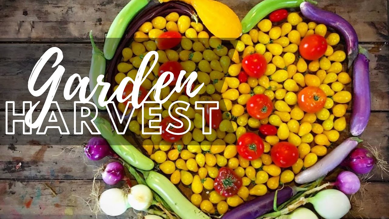 Texas Garden Harvest 2nd Week In June on our homestead - YouTube