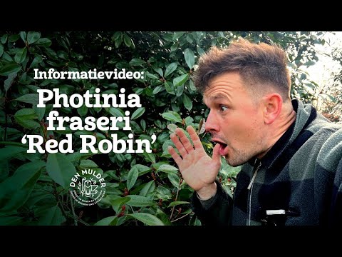 Photinia fraseri ‘Red Robin’ | Informatie, snoeien en schimmels - YouTube