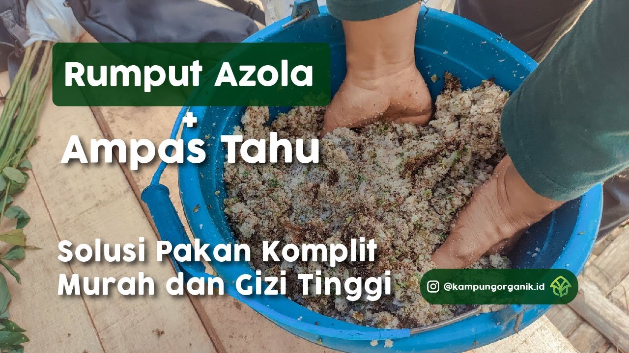 Begini caranya agar kambing dan domba suka Rumput Azola!!! - YouTube
