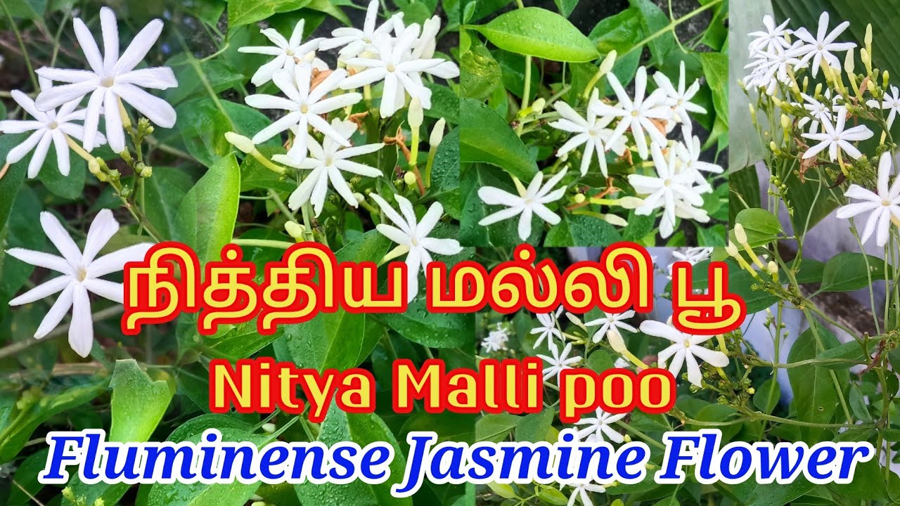 நித்திய மல்லி செடி மொட்டு பூ..Nitya Malli poo - Jasmine Fluminense Plant Bud flowers in Our ...