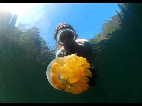 Stingless jellyfish lake-Misool-indonesia - YouTube