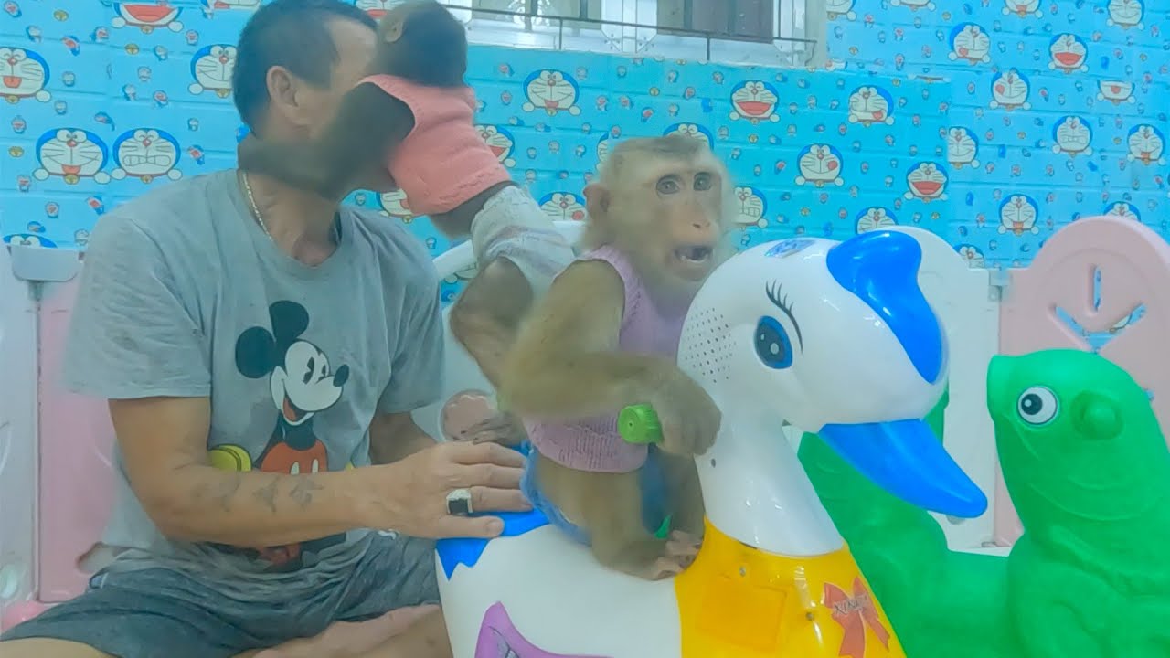 Monkey Sam rides a duck in the ball house and plays fun - YouTube