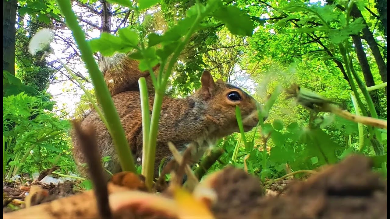 Fallen Camera Captures a Different Perspective / Trail Cam / Cemetery ...